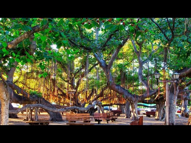 Banyan Tree Maui