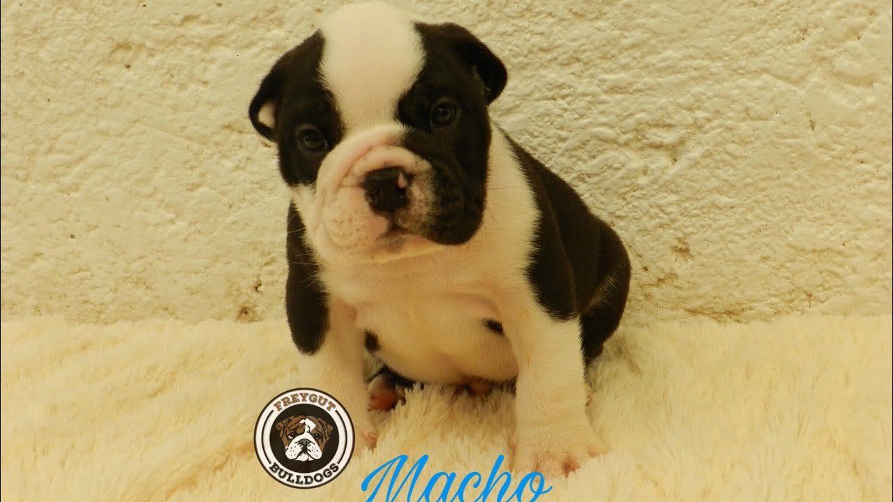 macho bulldog ingles gen chocolate, black seal - YouTube