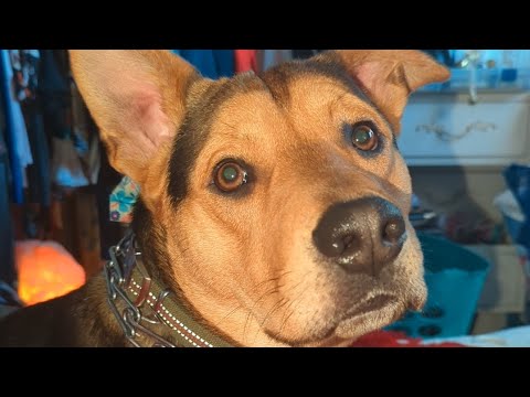 😳THIS DOG IS A PSYCHO MESS 🌻🌻🌻🌻🌻🌻🌻🌻🌻🌻🌻🌻💯💯 - YouTube