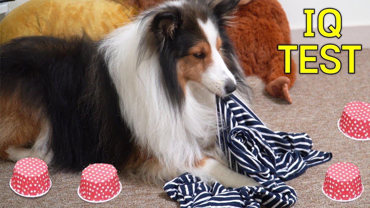 충격받은 강아지 IQ 테스트..😱 Dog IQ Test - YouTube