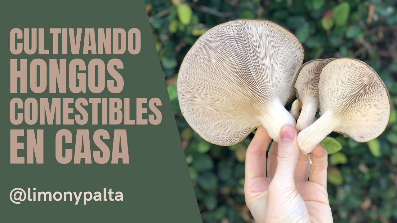 CULTIVANDO HONGOS COMESTIBLES EN CASA (GIRGOLAS) - YouTube