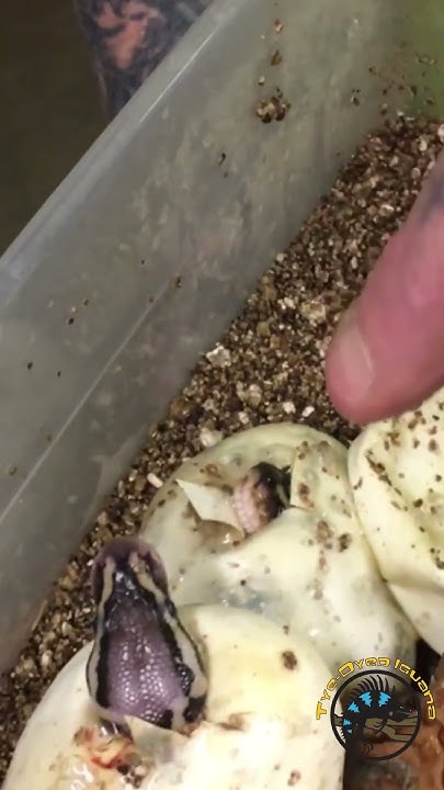 Cute Baby Ball Pythons Hatching! 🐍🐣 #snake #cuteanimals #pets #cute # ...