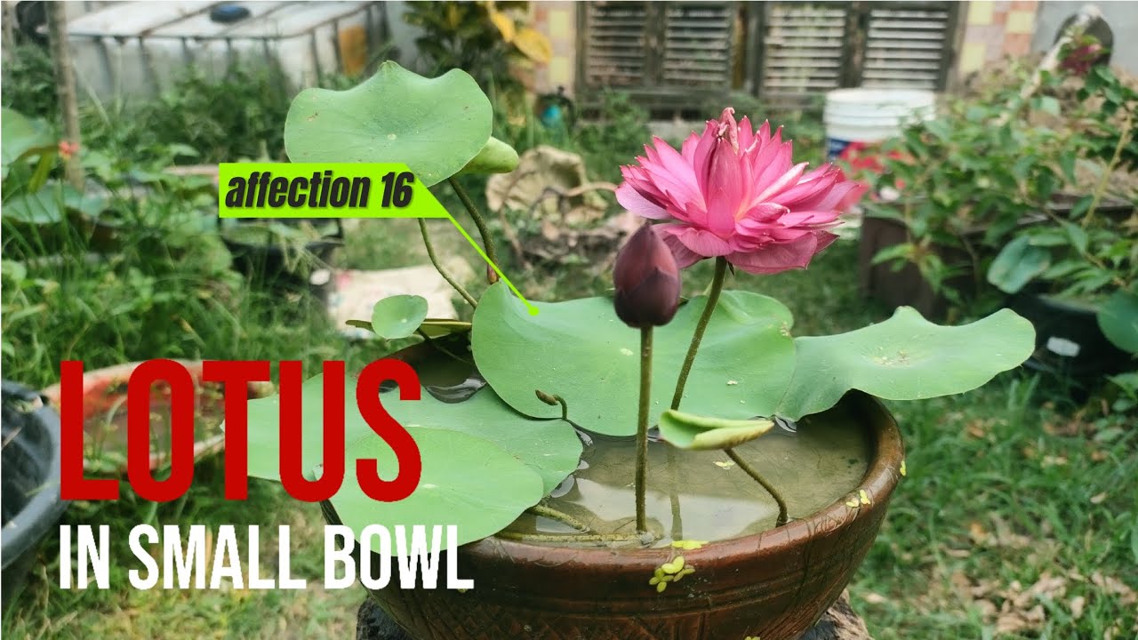 Lotus in XXS size bowl | Affection 16 | #lotus | #flower | #garden |# ...