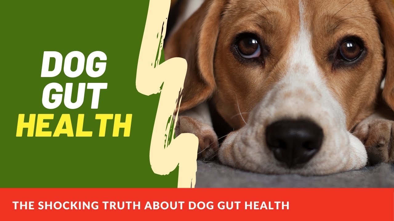 Dog Gut Issues: Healy Leaky Gut, Digestive Problems & Improve Gut ...