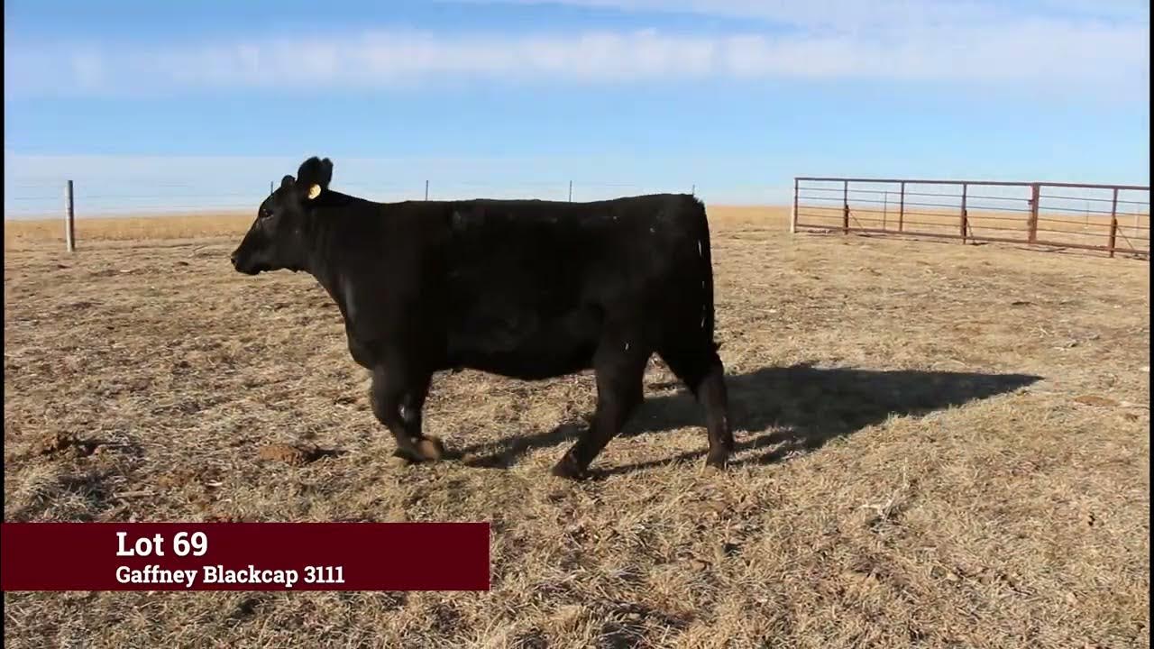 Lot 69 Gaffney Blackcap 3111 - YouTube