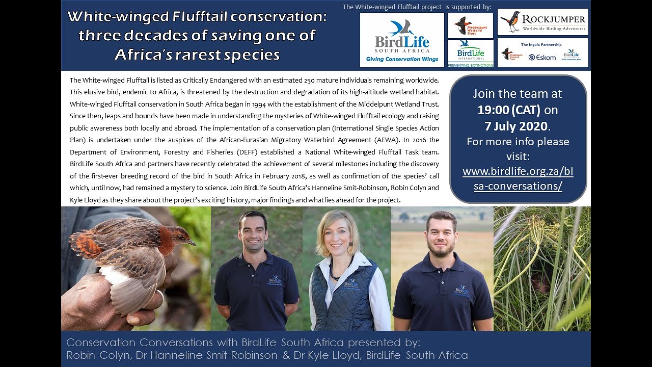 Conservation Conversations: Conserving the White-winged Flufftail -7 ...