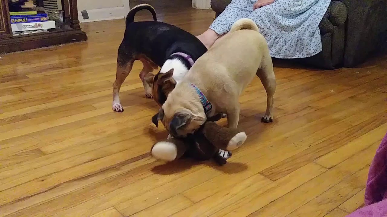 Doggies playing - YouTube