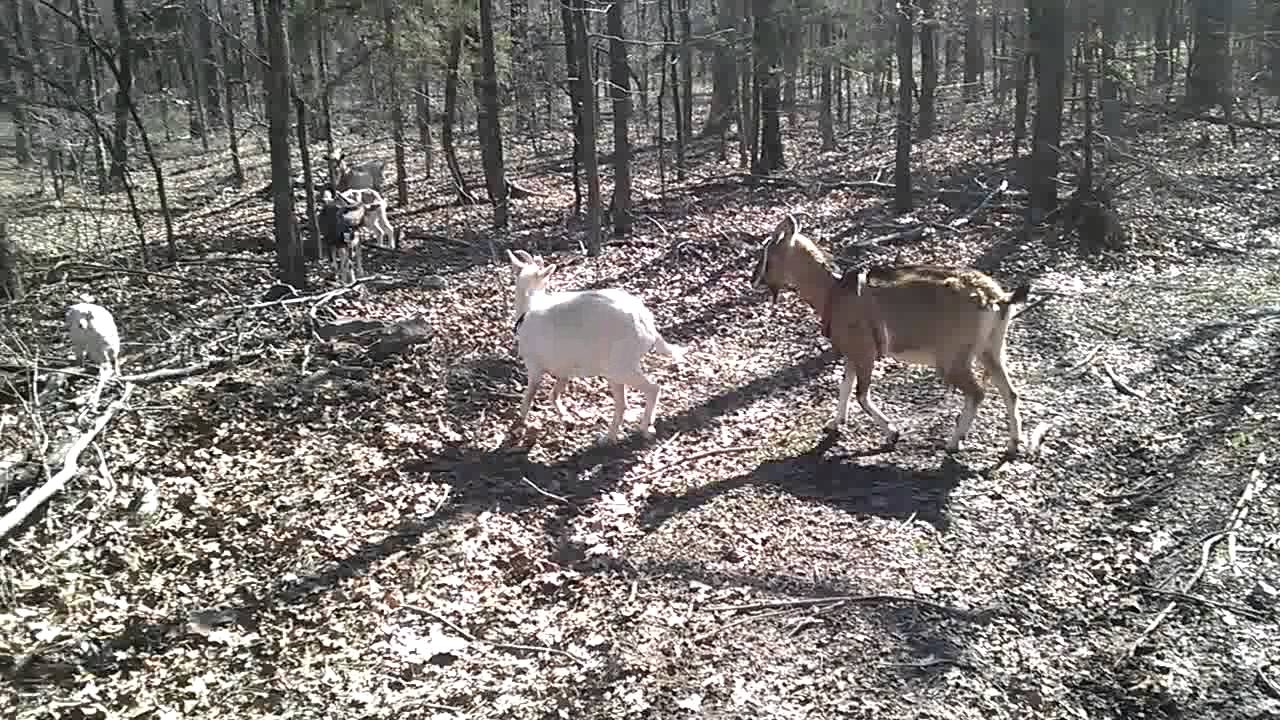 Cavorting goats - YouTube