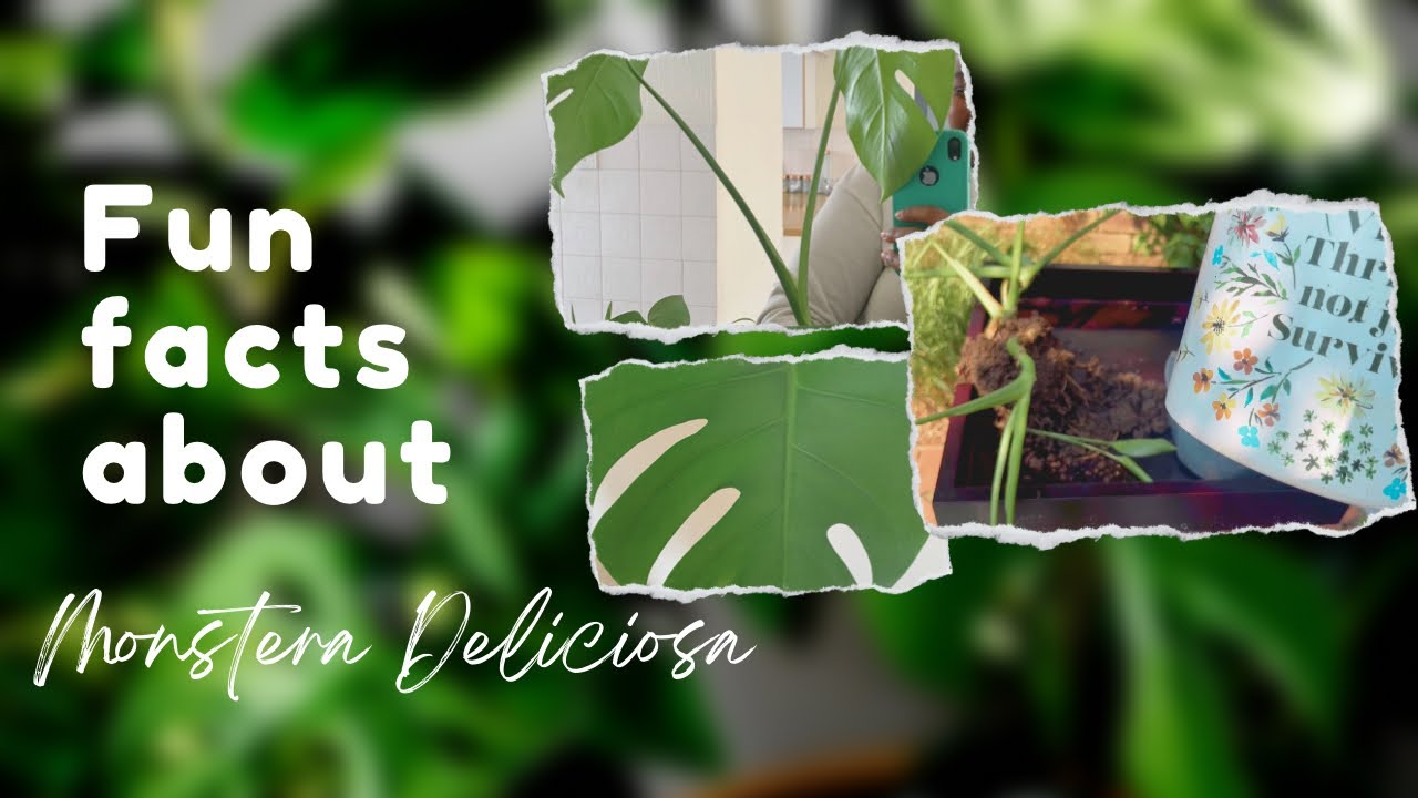 Fun facts about the Monstera Deliciosa (Delicious Monster) | Indoor ...