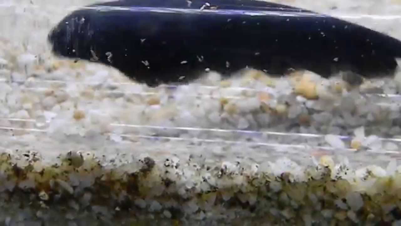 Black ghost knife fish eating blood worms - YouTube