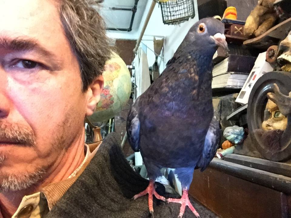 Pigeon grooms Human - YouTube