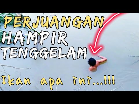 IKAN SILI API | FIRE EEL FISH | IKAN KHAS INDONESIA YANG SUDAH PUNAH ...