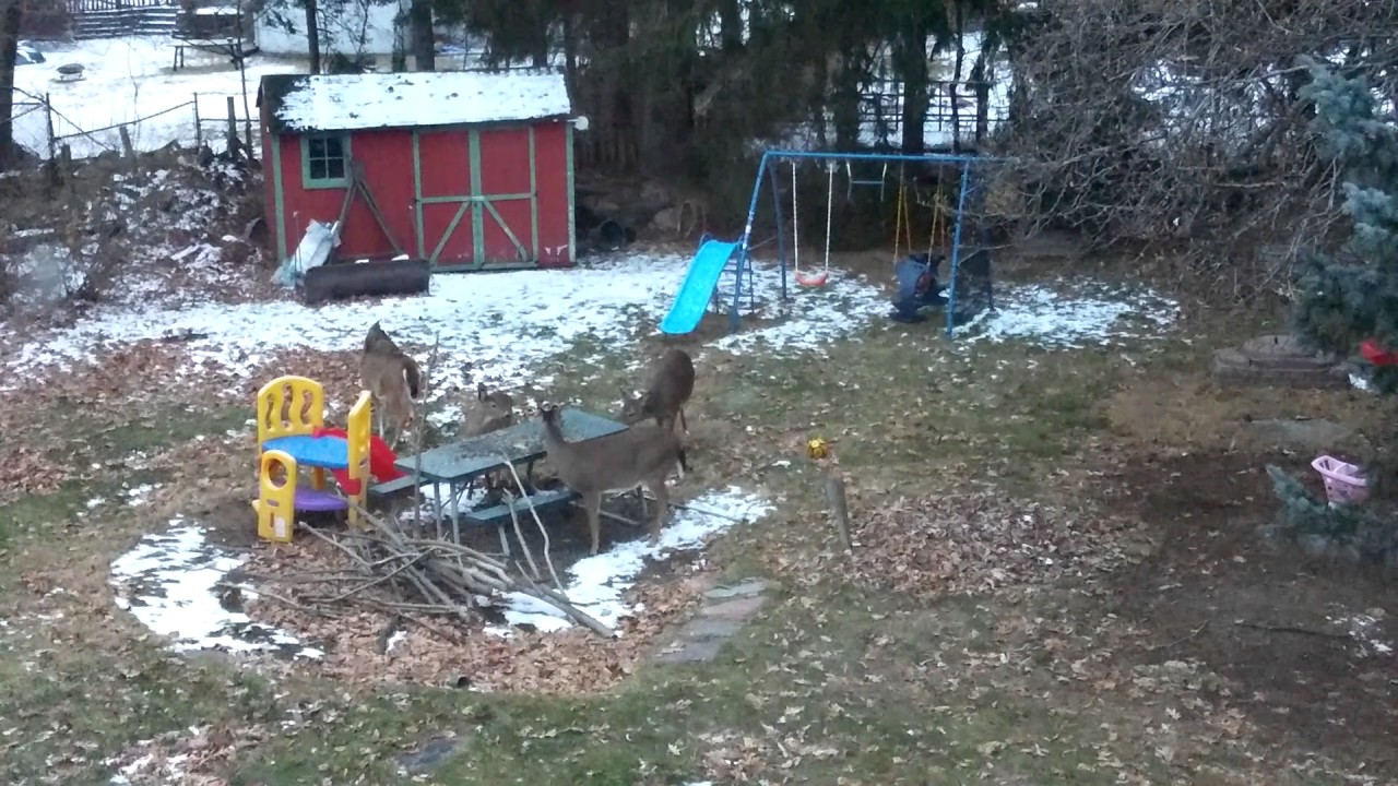 8 Deer Frolicking in the Backyard - YouTube