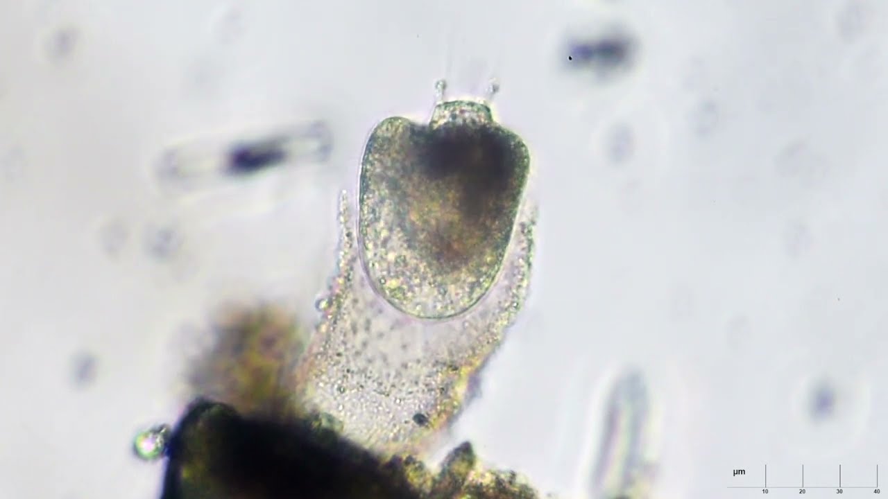 Organism exiting shell of another organism - with scale legend - YouTube