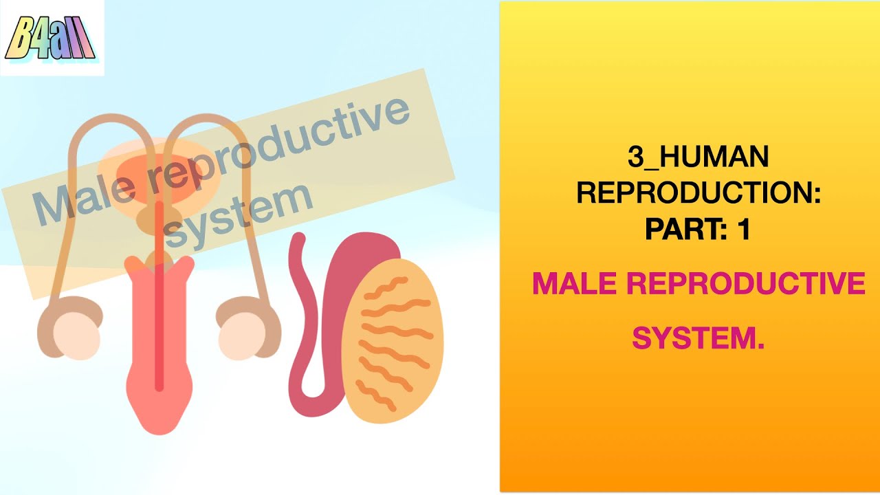 Ch 3.1: HUMAN REPRODUCTION: MALE REPRODUCTIVE SYSTEM_NCERT BASED ...