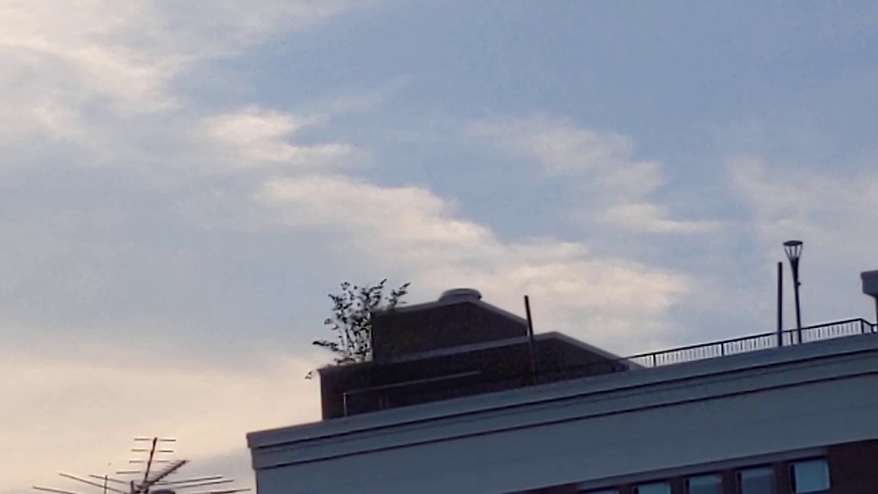 Trees on top of a building. - YouTube