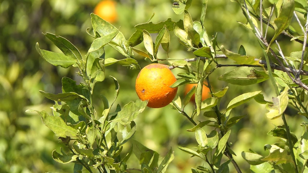 Florida Agriculture 2025 * Citrus Industry * Orange Farming * Orange ...