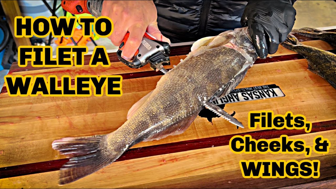 How To Filet a WALLEYE! (Filets, Cheeks, & WINGS!) - YouTube
