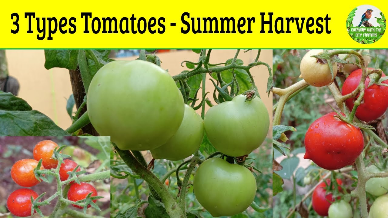 Hybrid Tomatoes Gardening | 3 तरह के टमाटर - YouTube