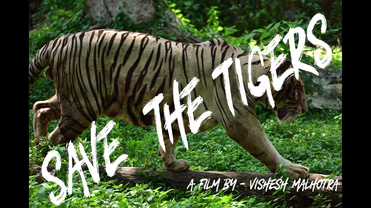 Save The Tigers (cinematic Video) - YouTube