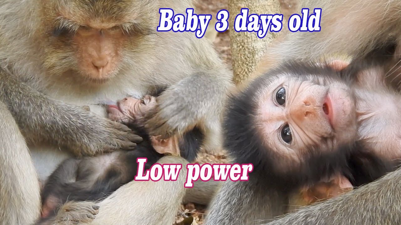 3days old of Lucky was born, Weak baby girl still exhausted need get ...