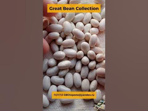Фасоль белозерка семена Beans Belozerka seeds - YouTube