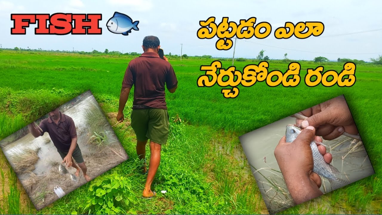 fish hating in telugu 🤔 chapalu yala patale nirchokode - YouTube
