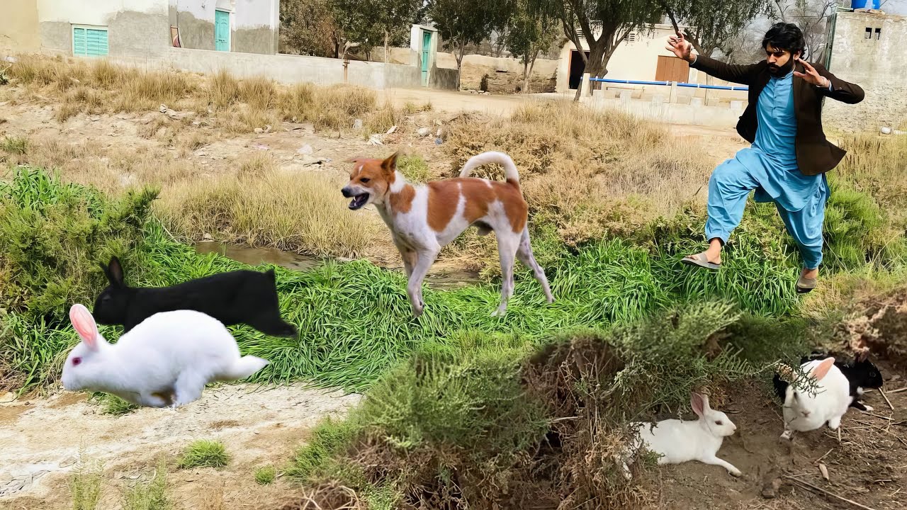 Sab Rabbits Bahir lay aye | Rabbit Gum giya or Dog Attack karna aya 😱 ...