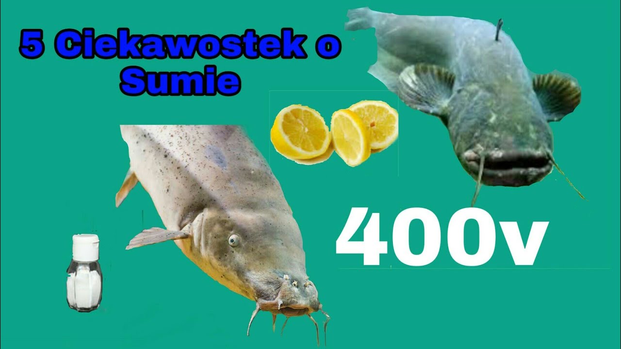 5 Ciekawostek o Sumie - YouTube