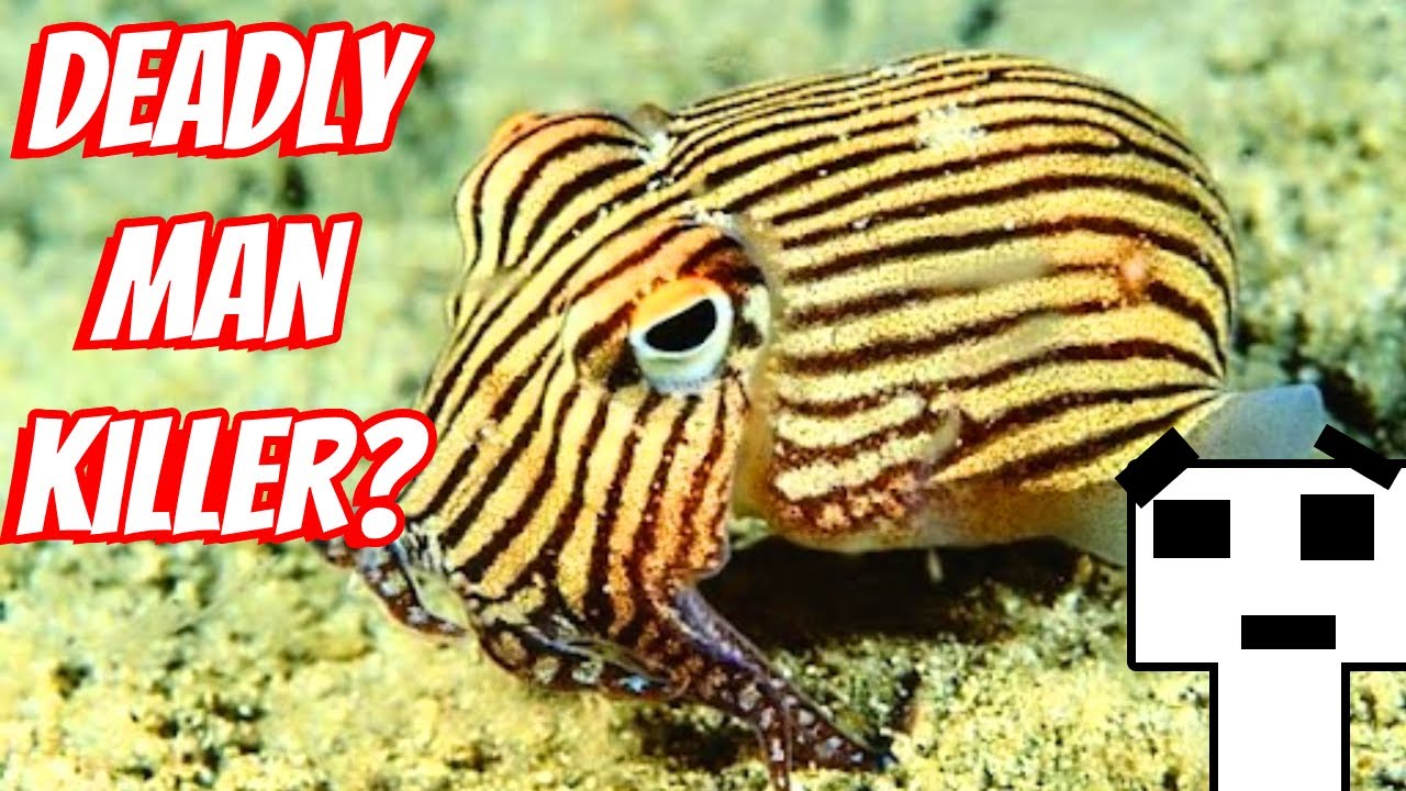 The 10 Most DEADLY Sea Creature In The World! - YouTube
