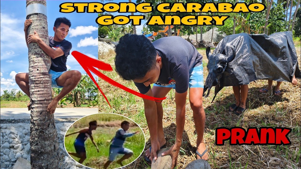 STRONG CARABAO GOT ANGRY "PUBLIC PRANK" | grabe yong takbohan. - YouTube