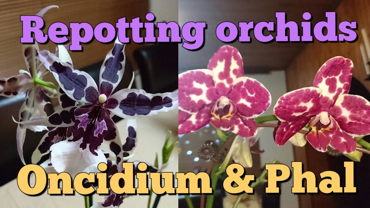 How to repot Oncidium & Phalaenopsis orchids - YouTube