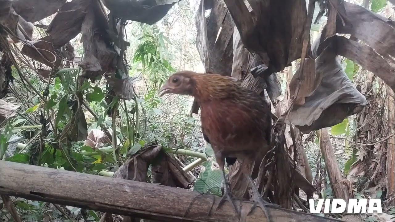 suab poj qaib see kkkkk - YouTube