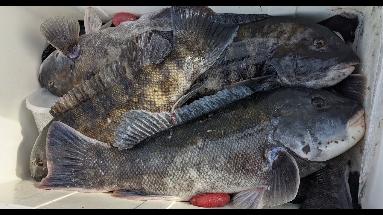 Blackfish Fishing (tog) at Long Island Late Fall Season - YouTube