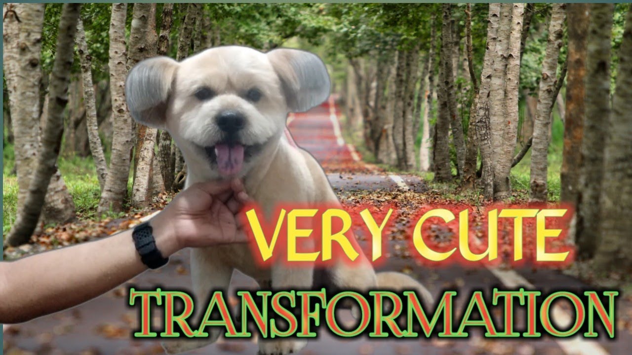 Pati ako nanggigil sa aso na to ang cute🐶🐶🐶(Chow chow & shih tzu mix ...