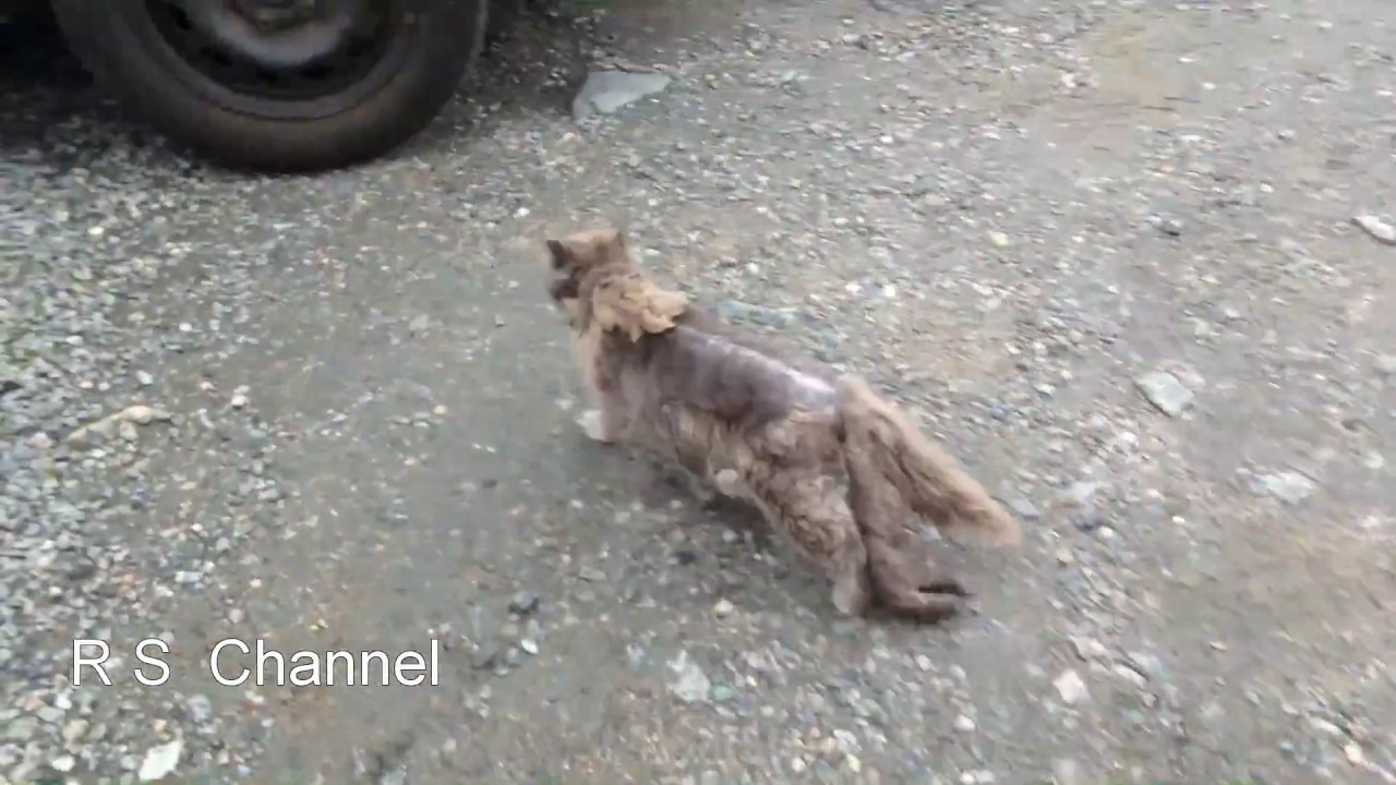Ukraina Chernobyl Cat - YouTube