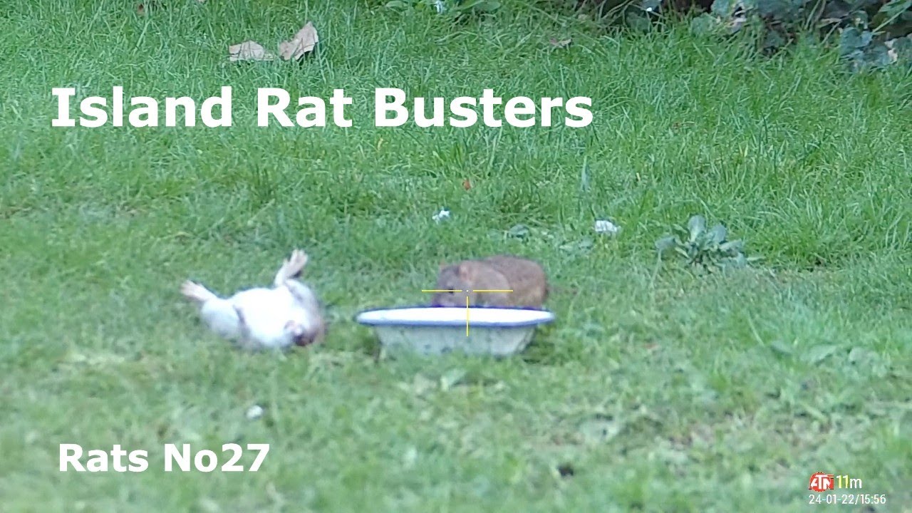 Rats No27 - YouTube