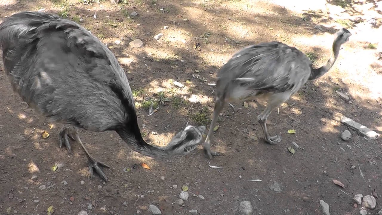 On Location: The Greater Rhea - YouTube