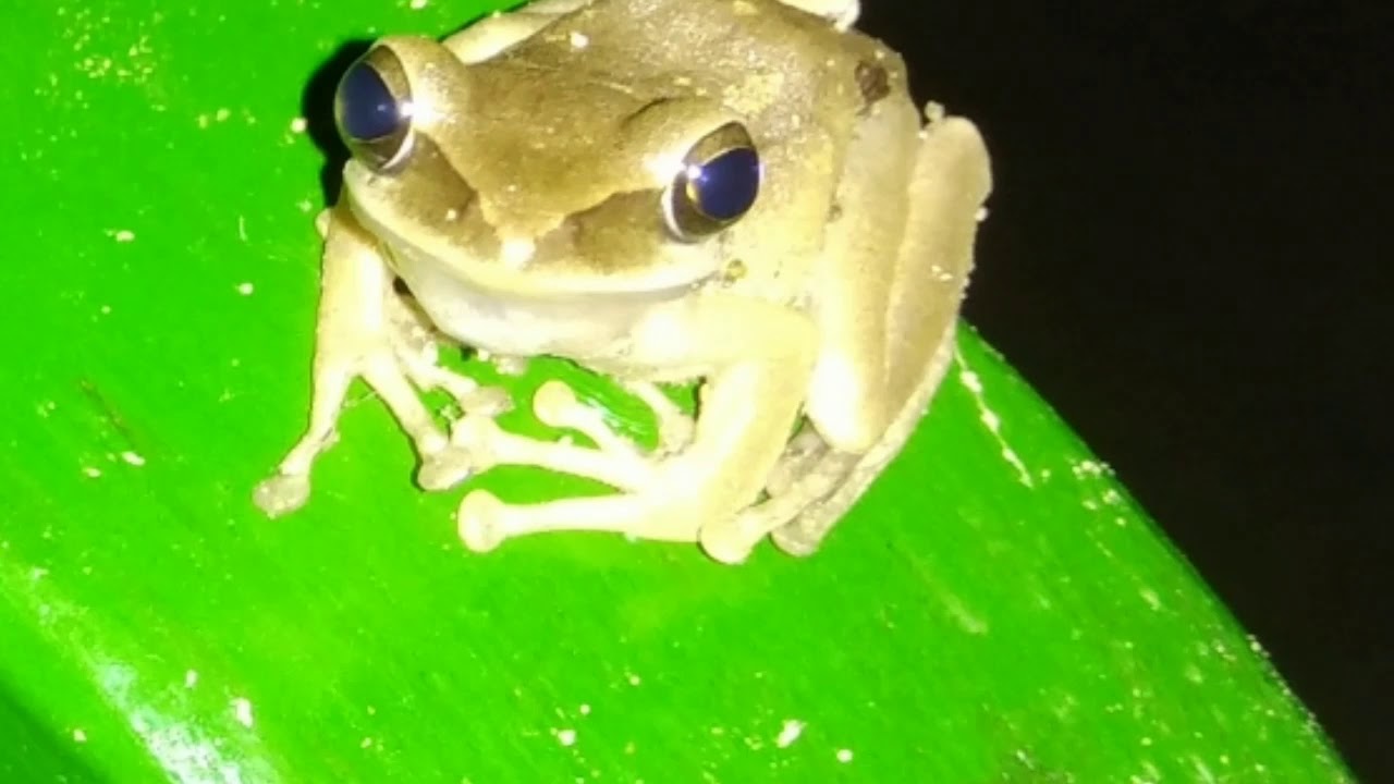 Frog - YouTube