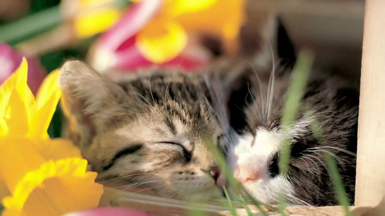 Kitten And Puppy Puzzles Now Available At Google Play Amazon YouTube kitten-and-puppy-puzzles-now-available-at-google-play-amazon-youtube