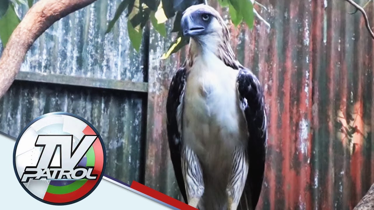 Nasagip na Philippine Eagle pinalaya na sa kagubatan ng Surigao del Sur ...