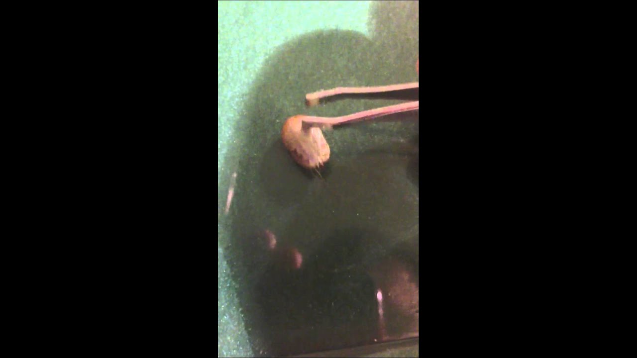 Biggest tick ever!! - YouTube