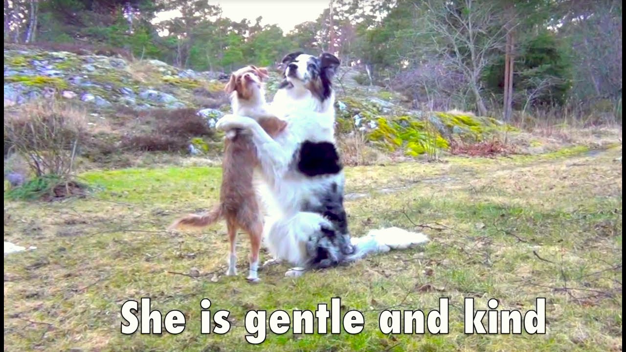 Splash the Border Collie's amazing dog tricks! - YouTube