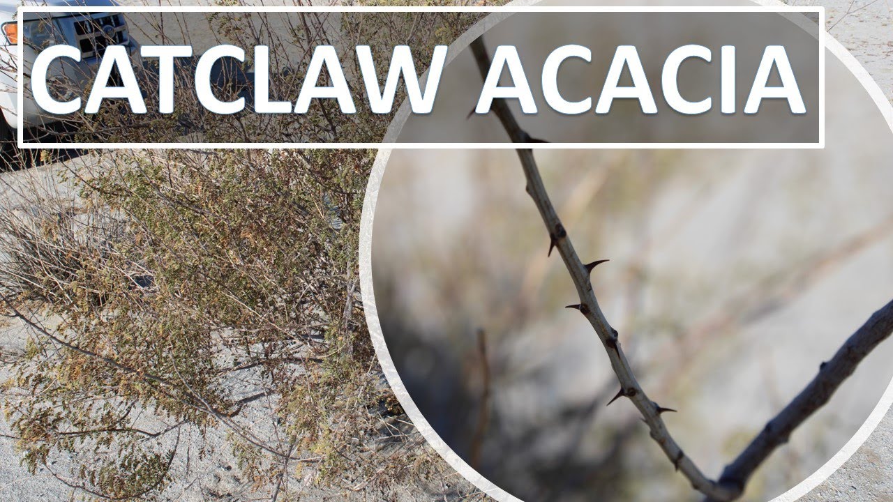 CATCLAW ACACIA Senegalia greggii in the Anza-Borrego Sonoran Desert ...