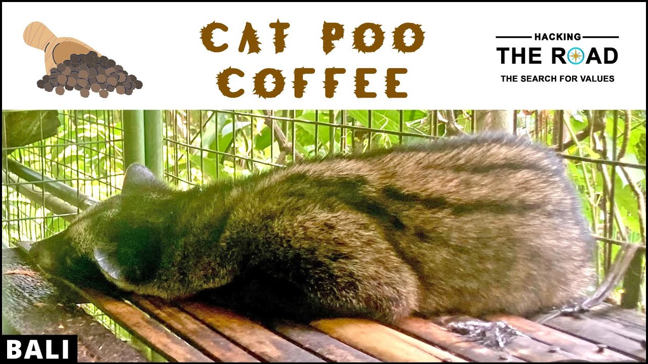 Cat Poo Coffee - YouTube