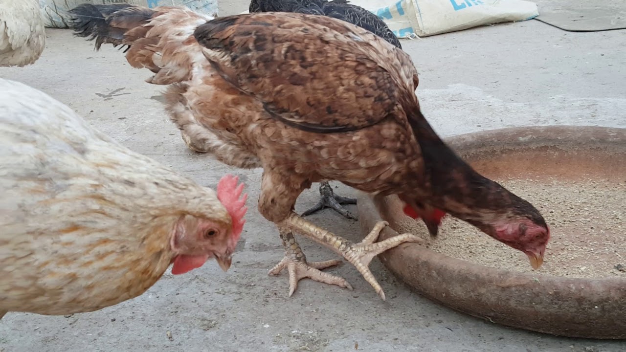 Aseel Murgi - YouTube