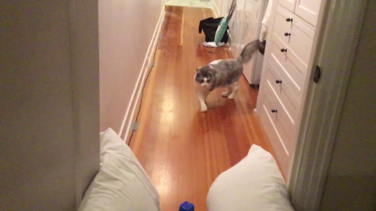 Cat jumps over some cups - YouTube