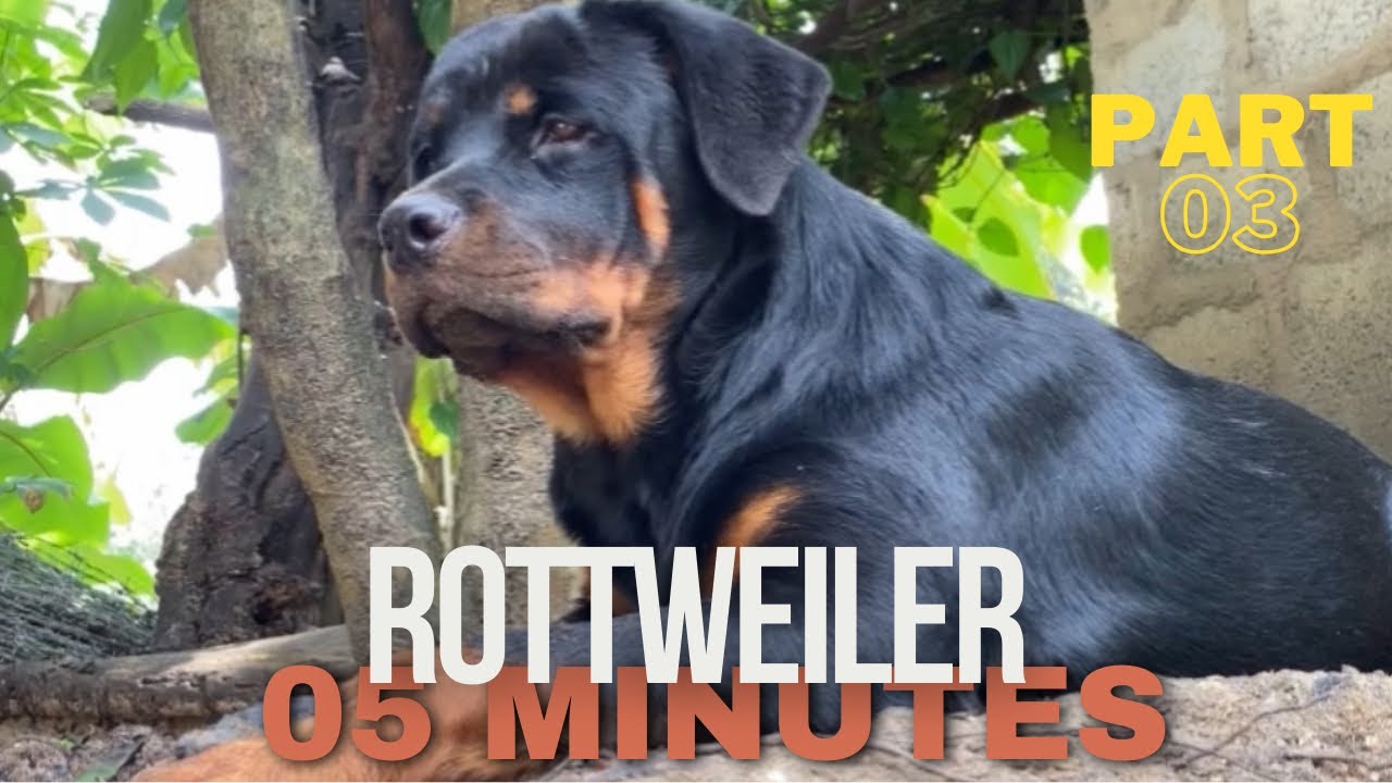 Rottweiler Day in 05 Minutes Part 03 | ASMR #rottweiler - YouTube