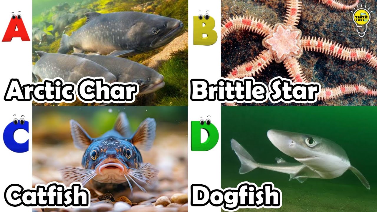 Cute ocean animals | ABC phonics animals | English and Animals for Kids ...