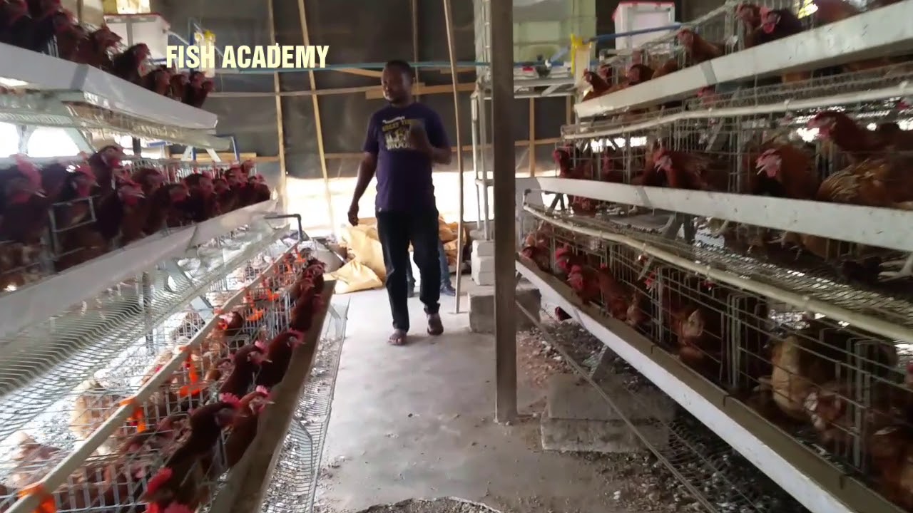 FISH/POULTRY FARM; HOW IT BOOST FISH GROWTH. - YouTube